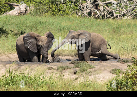 African elephants (Loxodonta africana) wallowing and playing in mud at ...