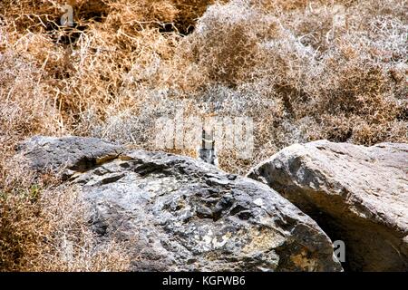 Chipmunks eating crisps with big tail Stock Photo - Alamy
