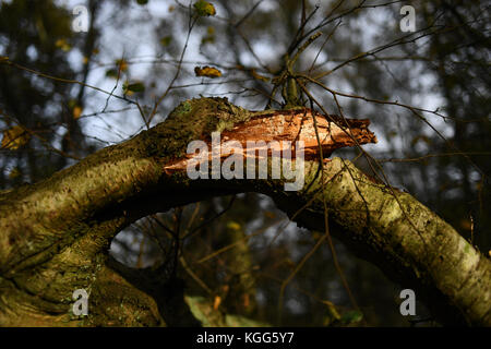 Damaged tree. Branch of a tree broken off from the main trunk during ...