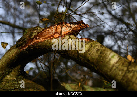 Damaged tree. Branch of a tree broken off from the main trunk during ...