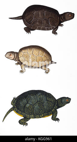 Animals Bufon 1819 turtles reptile amphibian Stock Photo - Alamy