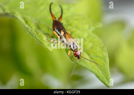 Earwig looks out from the edge of tomato leaf. Adult male exemplar of ...