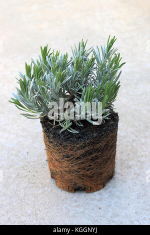 Young Lavandula angustifolia or known as English Lavender with roots ...