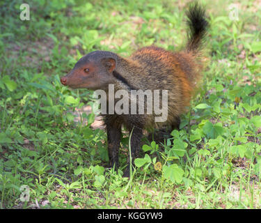 Stripe-necked Mongoose, Herpestes vitticollis, fur coat animal in the ...