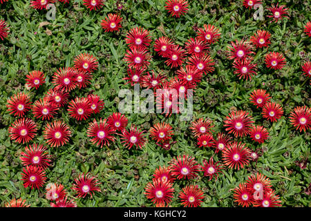 Ice Plant 'Red Mountain' (Delosperma dyeri Stock Photo - Alamy