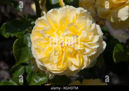 david austin yellow roses Stock Photo - Alamy