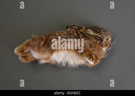 dead baby wild rabbit Stock Photo - Alamy