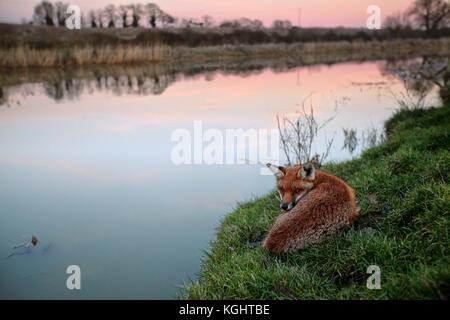 A fox rests on the banks of the river Nene in Oundle, England Stock ...