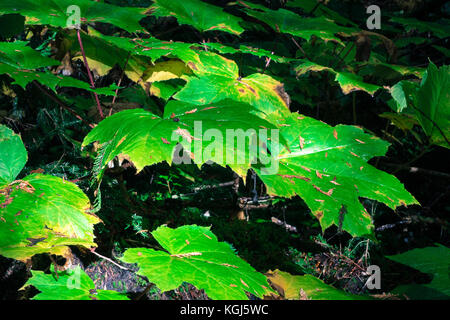 Very large fresh lush green leaf of the tropical vine or climber ...