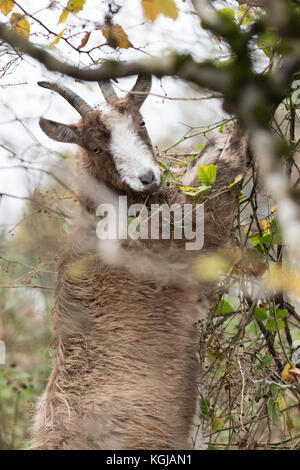 A feral goat in Loch Lomond and the Trossachs National Park Stock Photo ...