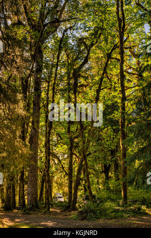 Temperate rain forest, Queets Campground, Queets Valley, Olympic ...