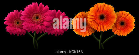 Gerbera set isolated on black Stock Photo - Alamy
