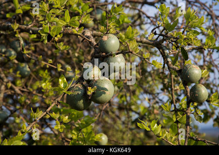 Round, green fruit on a Strychnos spinosa or spiny monkey orange tree ...