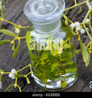 Mistel-Tinktur, Misteltinktur, Mistelblätter werden in Alkohol ...