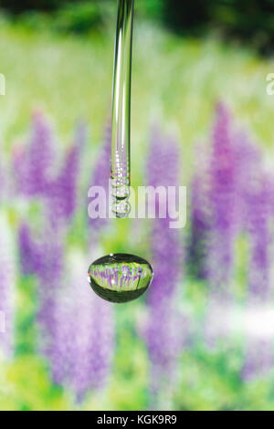 a nice four-leaf clover plant sprawled on a soft purple fleece blanket ...