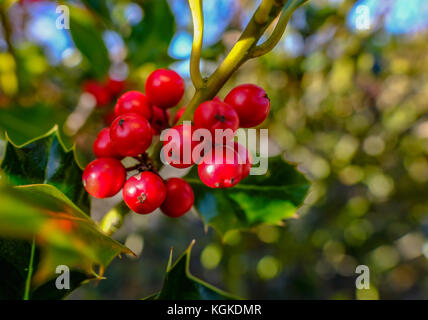 Closeup of Christmas Holly Berry Shrub with Many Red Berries Covered ...