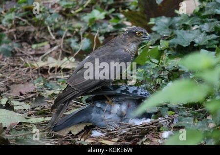 Sparrowhawk with pigeon after attack Stock Photo - Alamy