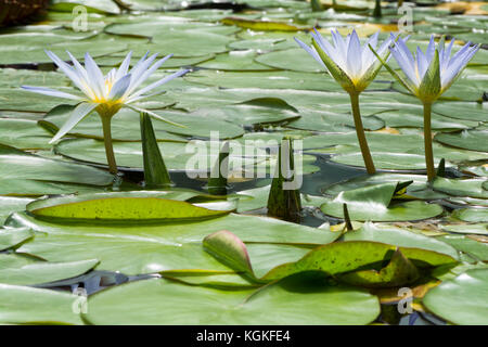 Three sacred lotus flowers and pads floating on water surface with ...