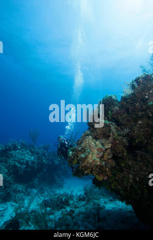 Diver exploring coral reef, Exumas, Bahama Islands Stock Photo - Alamy