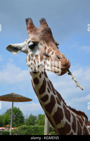 Giraffe at Colchester Zoo Stock Photo - Alamy