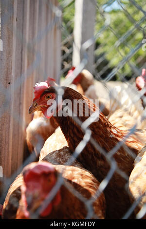 hens behind the fence, sunny day, outdoor Stock Photo - Alamy