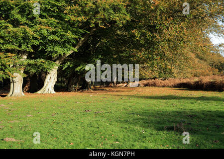 A view at the Mersham le Hatch Deer Park near Ashford Kent UK Stock ...