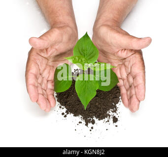 New life concept, human hand holding small green plant sprout leaf ...