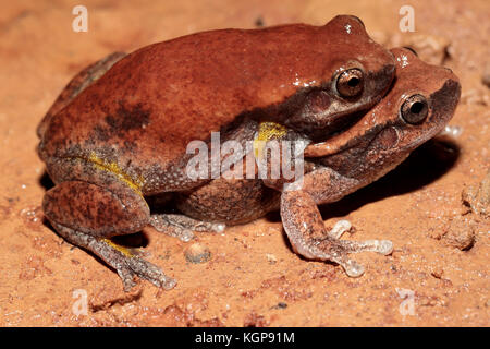 Desert Tree Frog (Litoria rubella) Plutonic Gold Mine, Meekatharra ...