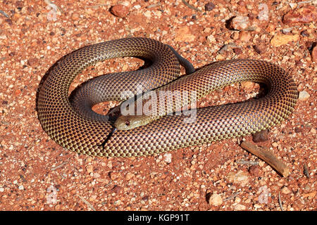An Australian King Brown Snake, or Mulga Snake, Pseudechis australis ...