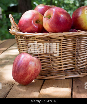 autumn harvest - one red apple is on fallen yellow leaves. Perfect ...
