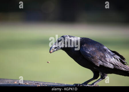 common raven (Corvus corax), eating a dead elk in snow, Norway Stock ...