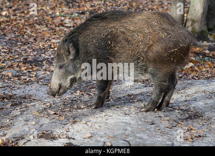 Wild boar, also wild swine or Eurasian wild pig (Sus scrofa) with Stock ...