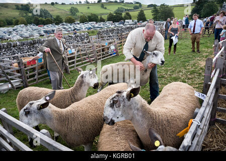 Judging of the sheep competition at an agricultural show Stock Photo ...