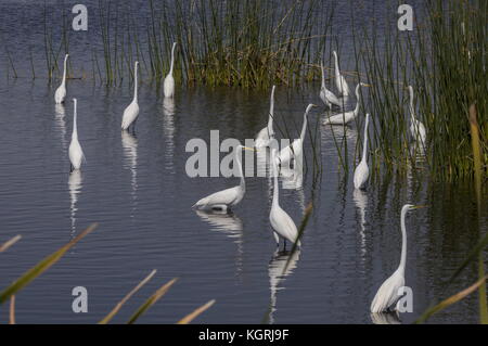 Large group of Great egrets, Ardea alba, also known as great white ...