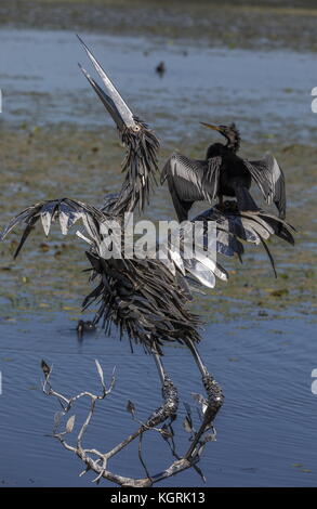 Anhinga, Anhinga anhinga, perched on sculpture of Anhinga, by Paul ...