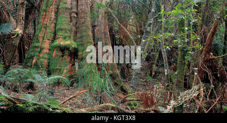 Brown Barrel (Eucalyptus fastigata Stock Photo - Alamy