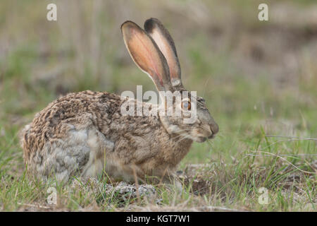 Black-tailed jackrabbit in Texas Stock Photo - Alamy