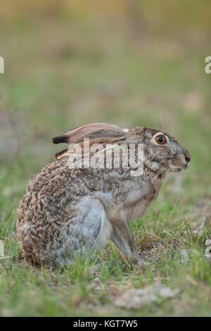 Black-tailed jackrabbit in Texas Stock Photo - Alamy