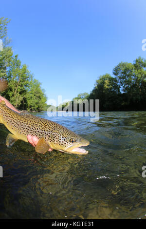 Fisherman releasing trout in river Stock Photo - Alamy