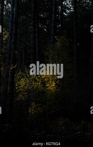 Late autumn in Bacton also know as Witton Woods, Norfolk, UK Stock ...