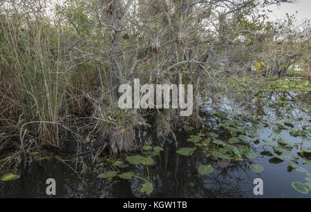 pond apple, alligator apple, swamp apple, corkwood, bobwood, monkey ...