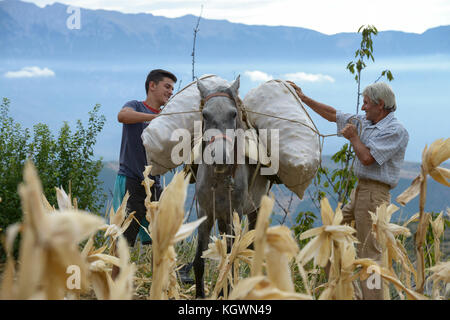 ALBANIA, Berat , small scale farmer harvest maize in the mountains ...