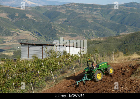 ALBANIA, Berat , small scale farming in the mountains, cultivation of ...