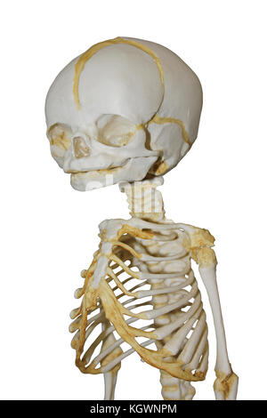 Skeleton of a human fetus Stock Photo - Alamy