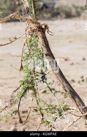 Brubru (Nilaus afer) perched in an Acacia Stock Photo - Alamy