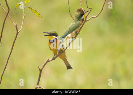 Blue-breasted bee-eaters perched on branch near Entebbe, Uganda Stock ...
