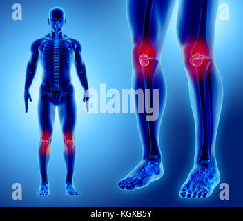 Anatomy of the human patella Stock Photo - Alamy