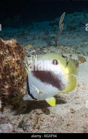 Juvenile Spotfin Butterflyfish at night Stock Photo - Alamy