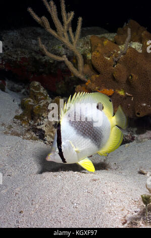 Spotfin Butterflyfish at night Stock Photo - Alamy