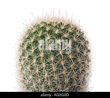 Golden barrel cacti growing in rows on dry, rocky terrain Stock Photo ...